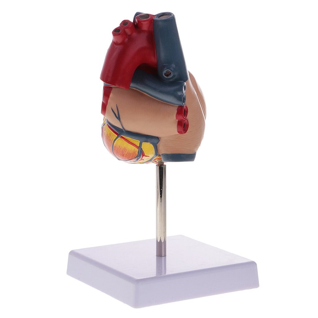 1: 1 Human Heart Organ Model Removable 2 Parts Ana... – Grandado