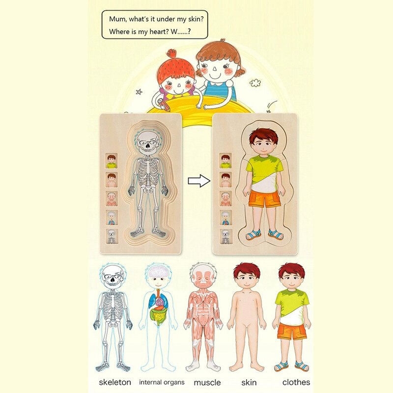 Multi-Layer Wooden Human Puzzles Human Body Struct... – Grandado