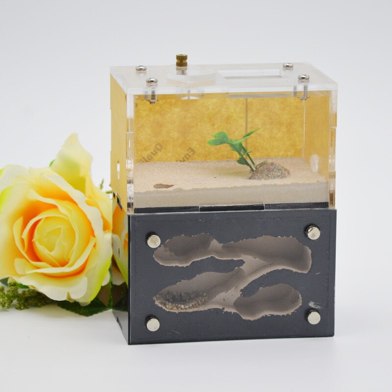 Big space Ant Nest ,Ant Farm Acrylic, Insect ants ... – Grandado