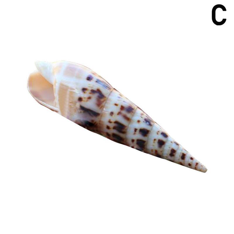 Small Large Rainbow Abalone Shell Charm Beach Seas... – Grandado