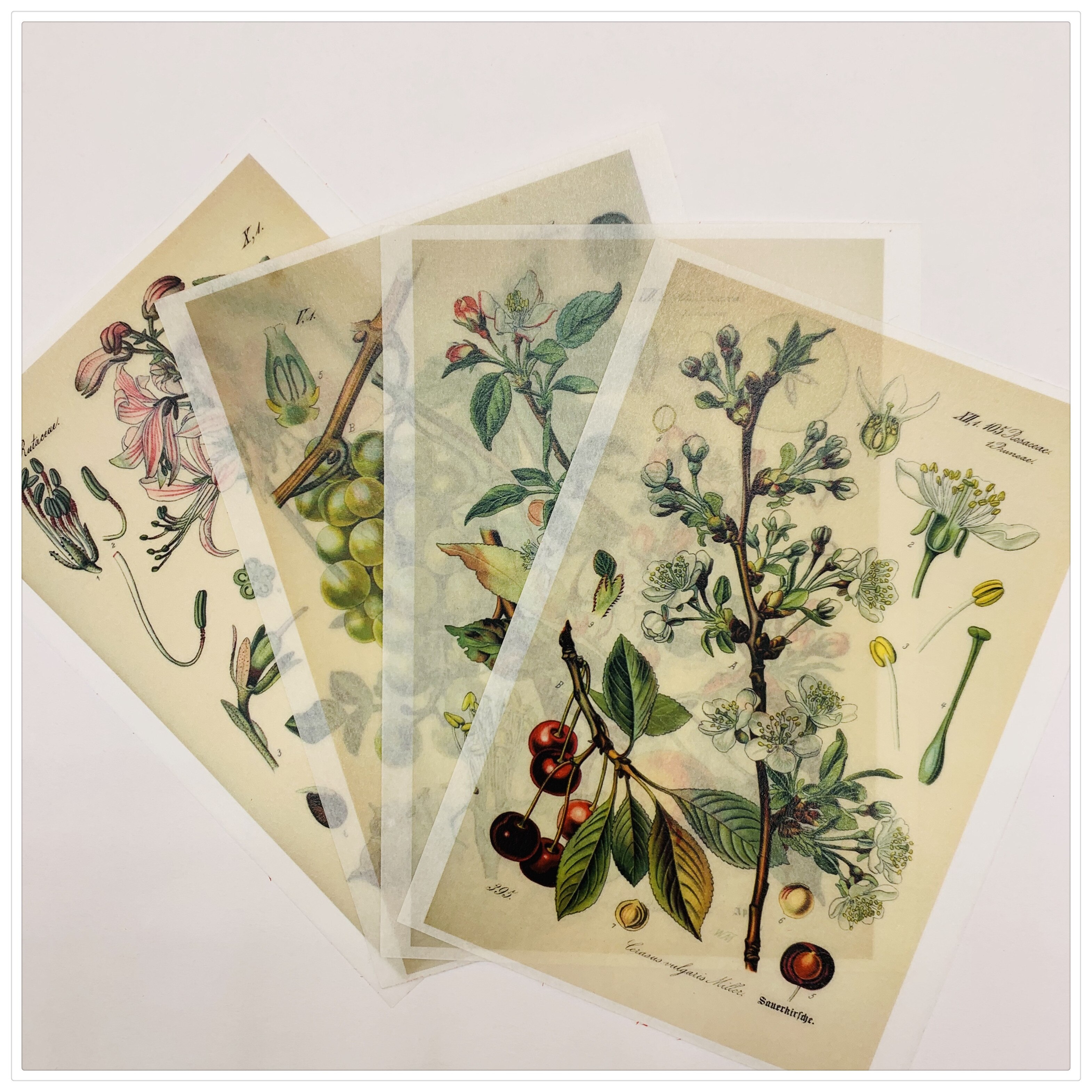12PCS Vintage Botany Priming Stickers DIY Scrapboo... – Vicedeal