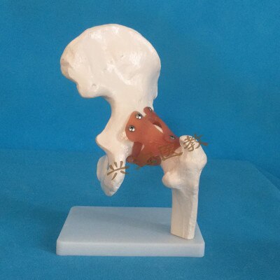 Human heupgewricht Dijbeen Skelet model Onderwijs ... – Vicedeal