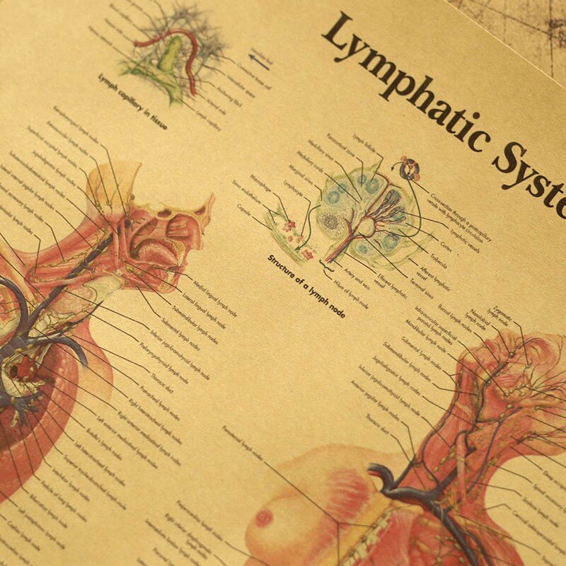 The Skeleton Of The Body Structure Lymphatic Syste... – Grandado