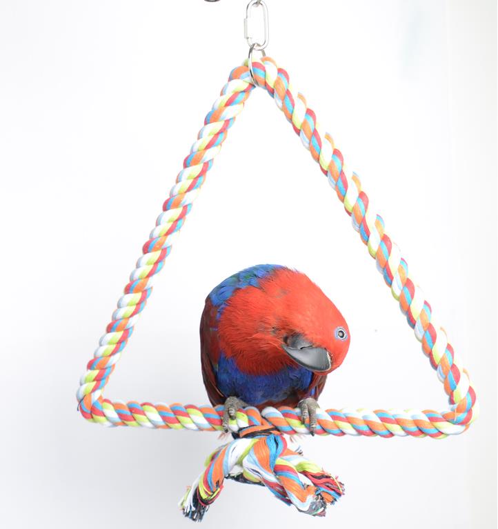 Stor papegødu leketøy fugl bite leketøy stopp bar ... – Grandado