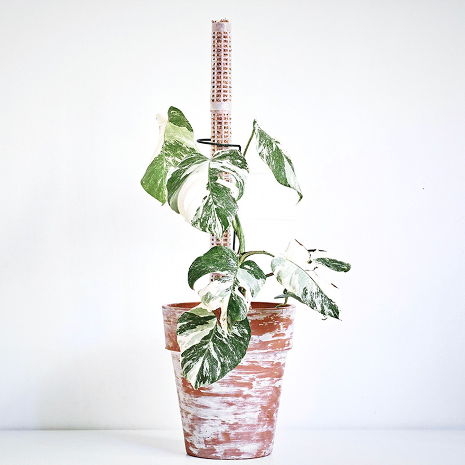 Climbing Plant Indoor Plant Support Extension Pole... – Vicedeal