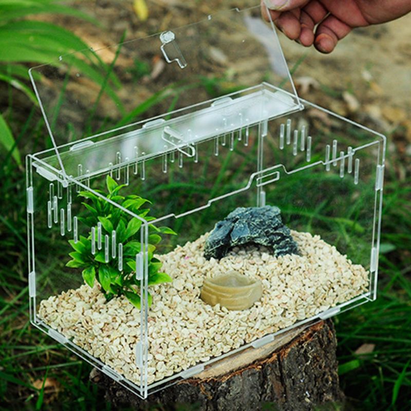 Insect Breeding Box Acrylic 360 ° Transparent Pet ... – Grandado