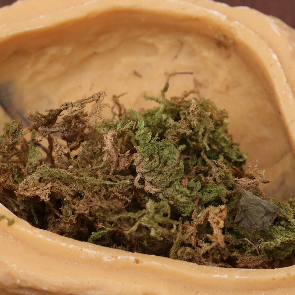 Powerlong Crawler Hiding Cave Tropical Rainforest ... – Grandado