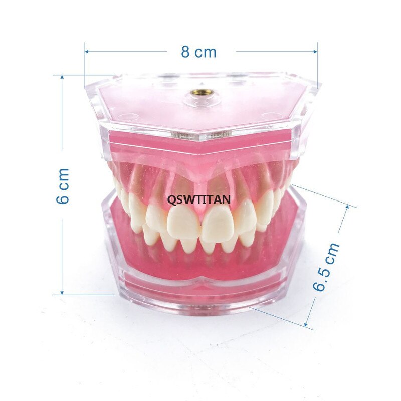Dental Study Teaching teeth Model Standard Model R... – Grandado