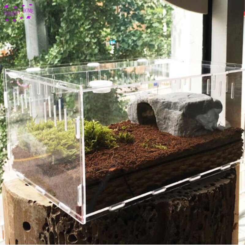 1PCS Crawler Box Acrylic Spider Ant Lizard Horned ... – Vicedeal