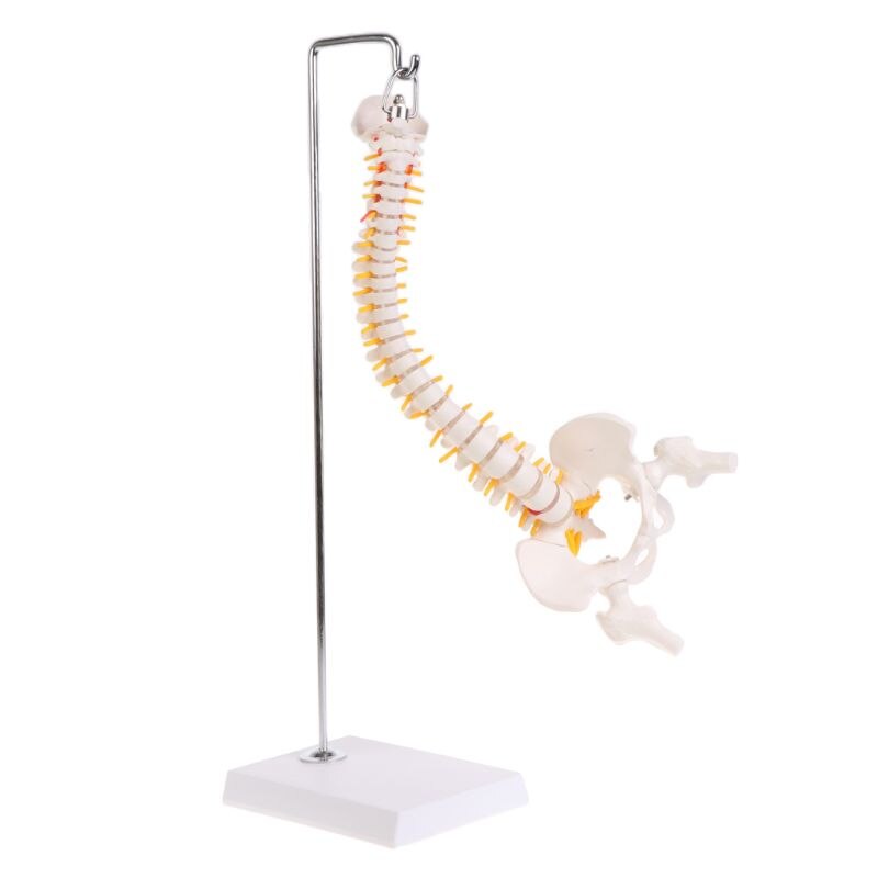45cm Flexible Human Spinal Column Vertebral Lumbar... – Grandado