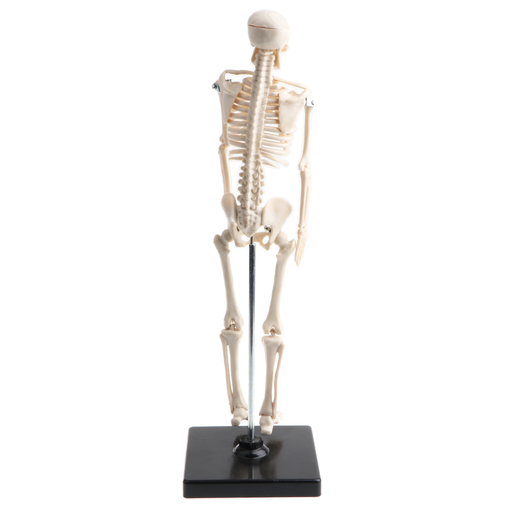 42cm Educational Children Body Skeleton Model with... – Grandado