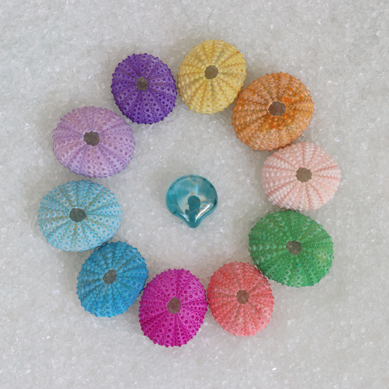 (10 stks/partij) 10 Kleuren Kleine Zee-egel Natuur... – Vicedeal