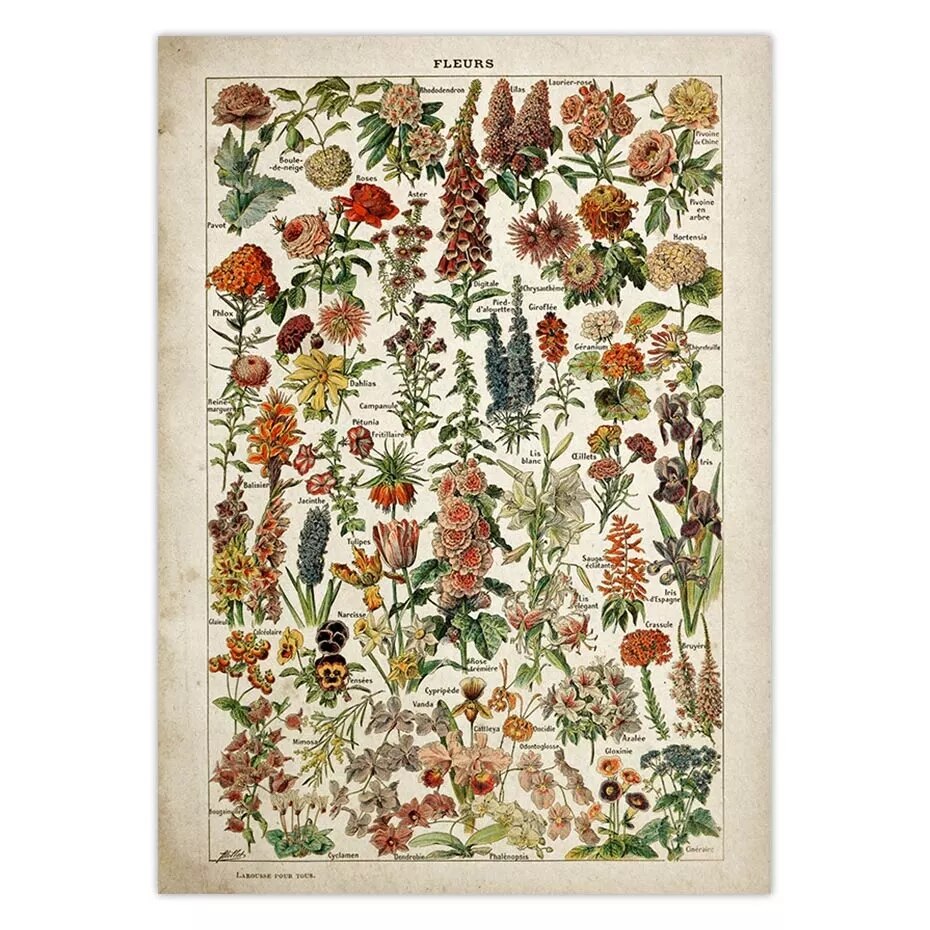 Vintage Flower Poster Antique Floral Print Art Bot... – Grandado