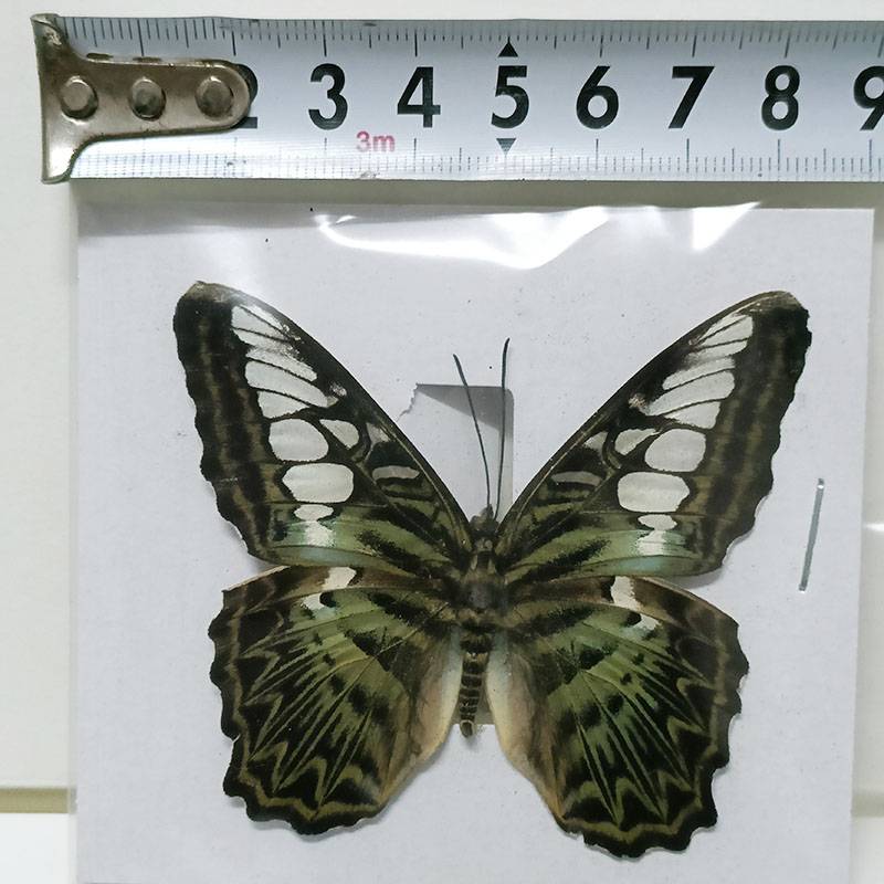 Real Butterfly Specimens Insect Photo Frame Produc... – Grandado