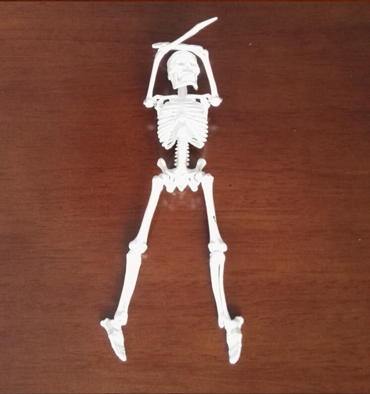 20Cm Human Bone Montage Model Menselijk Skelet Mod... – Vicedeal