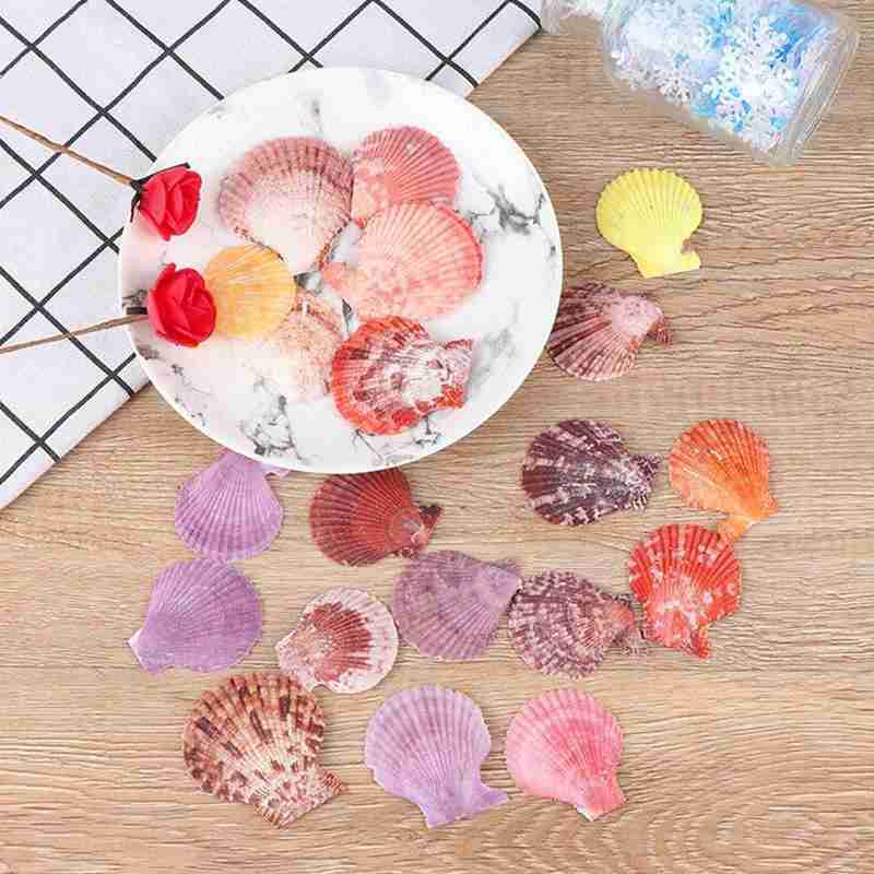 A Pair Colorful Natural Seashells Decorations Scal... – Grandado
