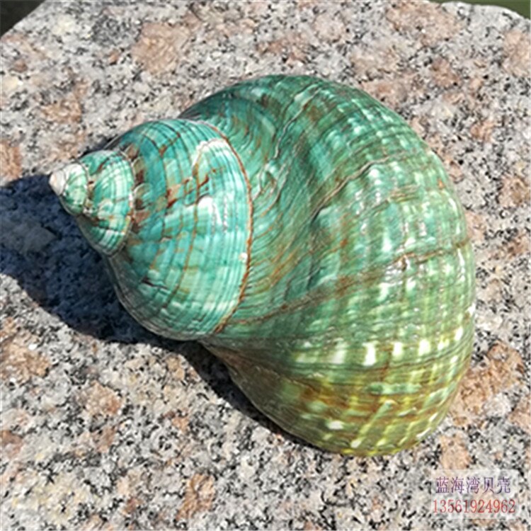 Natuurlijke Schelp Super Grote Groene Slak Grote G... – Vicedeal