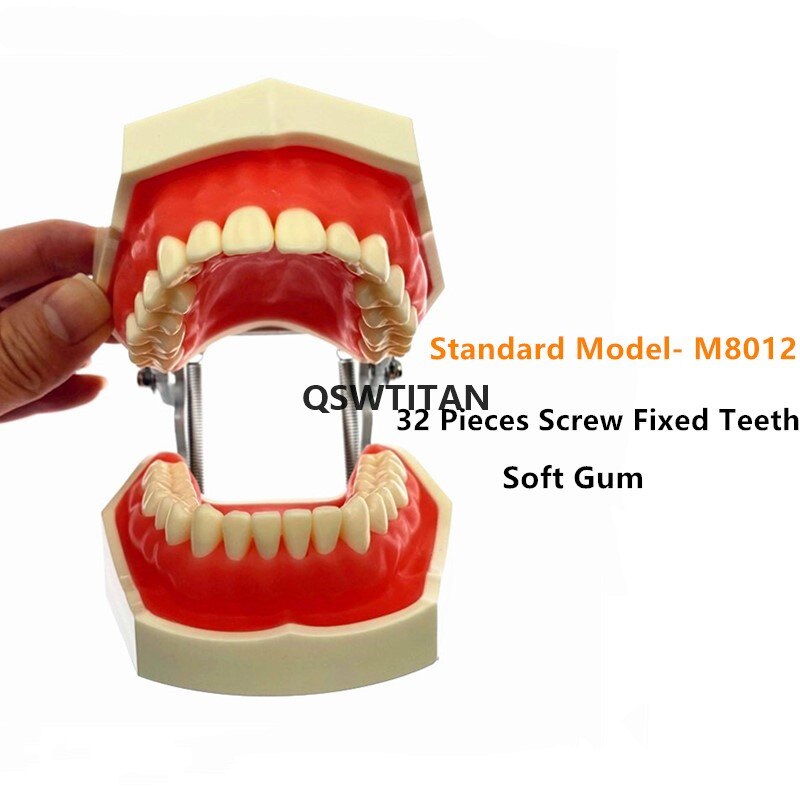Dental Teeth Model with magnet for Dental Implant ... – Vicedeal