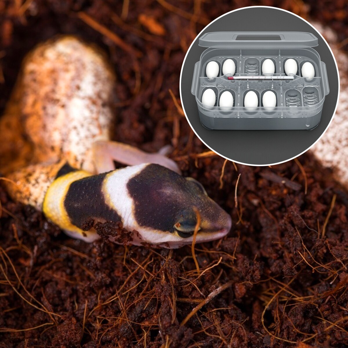 Reptile Breeding Box Reptile Lizard Incubation Box... – Grandado