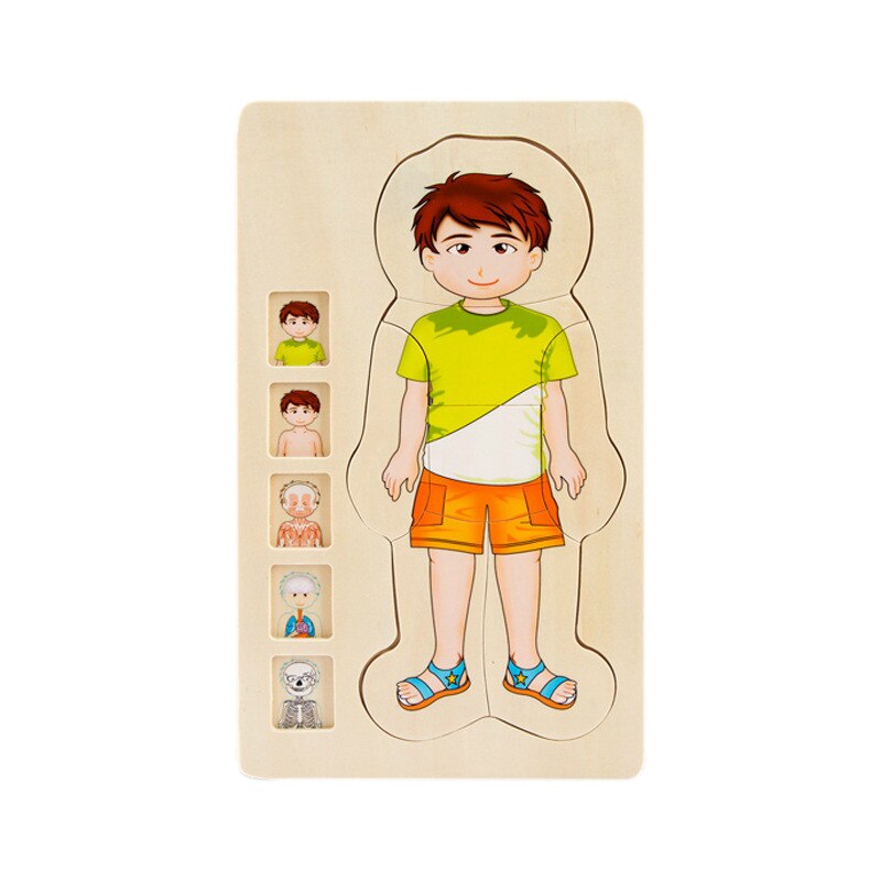 Multi-Layer Wooden Human Puzzles Human Body Struct... – Vicedeal