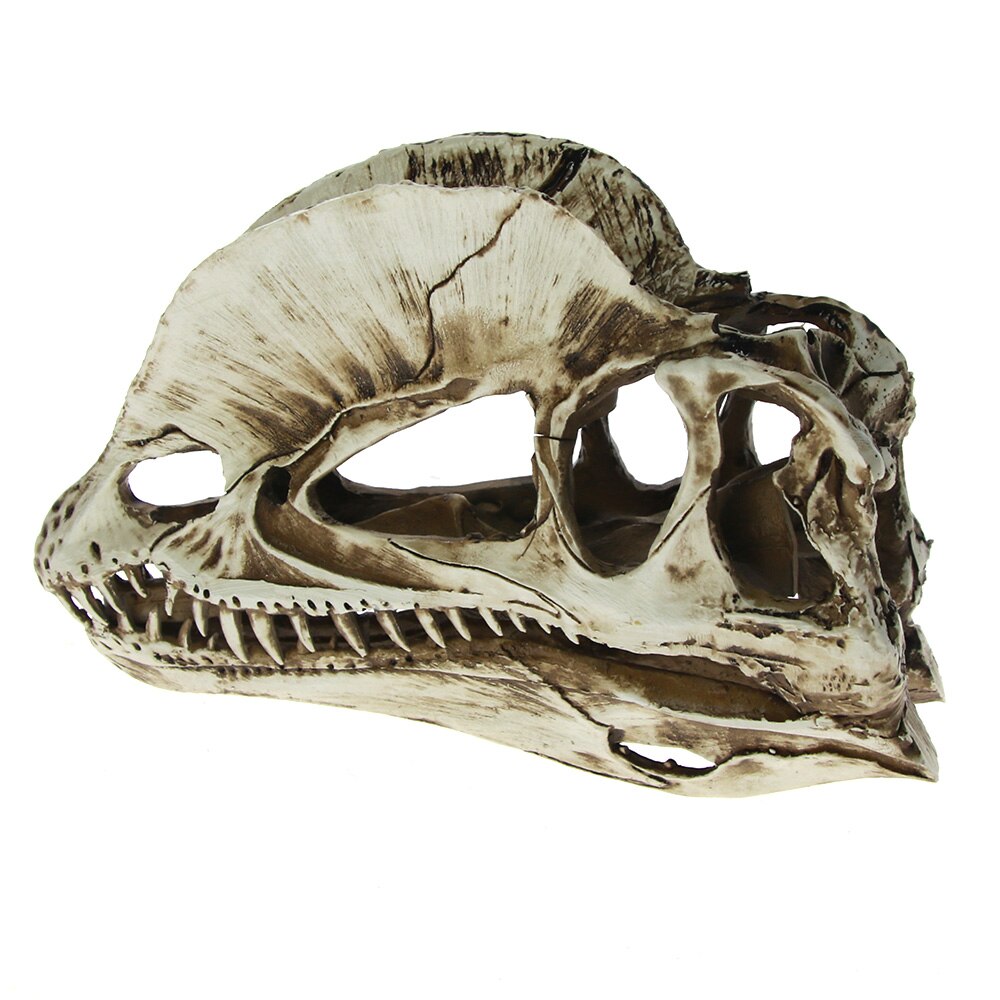 Dubbel drake crest dinosaurie skalle undervisning ... – Grandado Dubbel drake crest dinosaurie skalle undervisning ... – Grandado