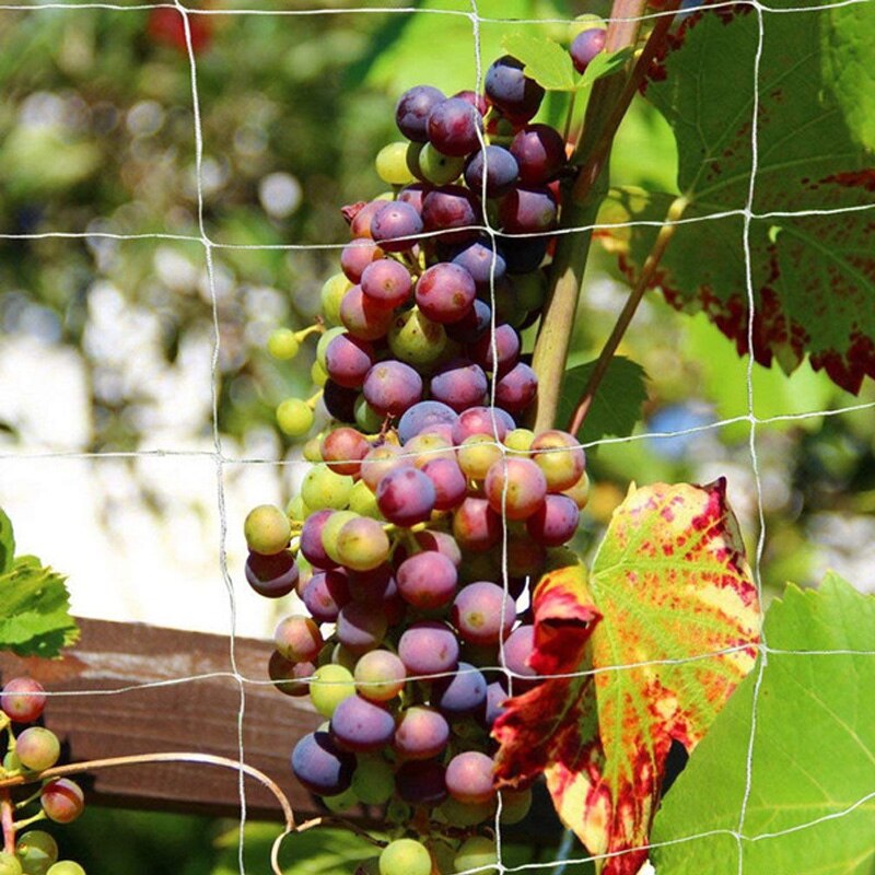 Plant Trellis Netting Plant crawling Climbing nets... – Grandado