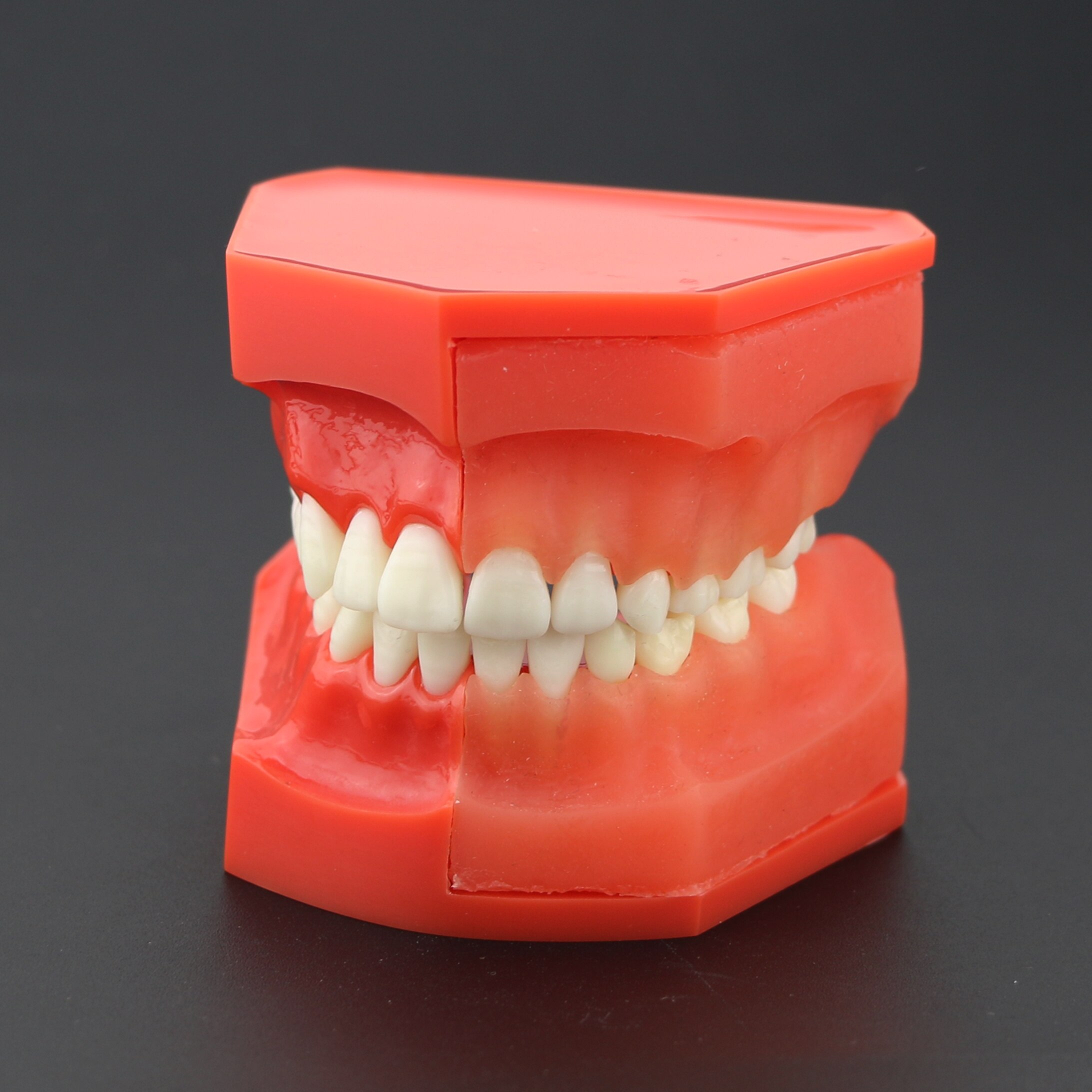 Dental Teeth Model M7013 Typodont Pediatric Develo... – Grandado