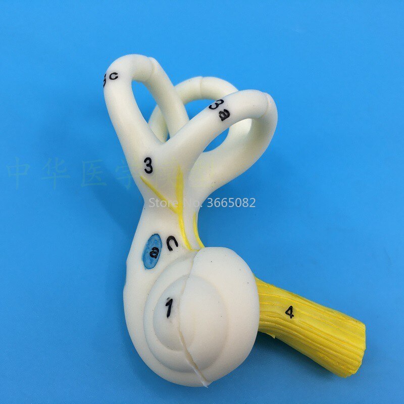 Human Ear Semicircular Canal Cochlea Anatomical Mo... – Vicedeal