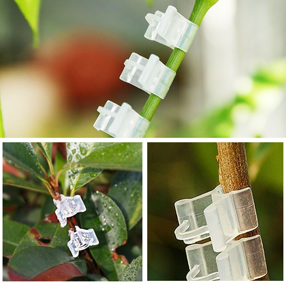 100 Uds Clips de injerto especiales, Clip de injer... – Grandado