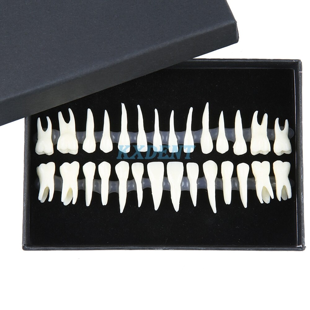 28 Full Mouth Tooth Model Dental Oral Monochrome P... – Grandado