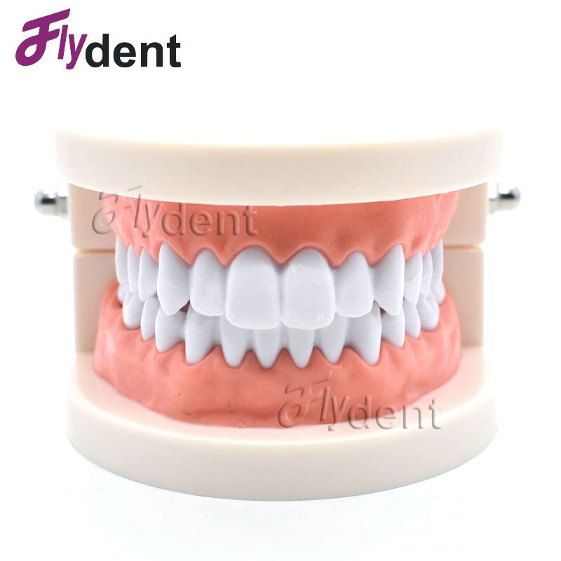 Dental Teeth Model Dentist student Model for Teach... – Grandado