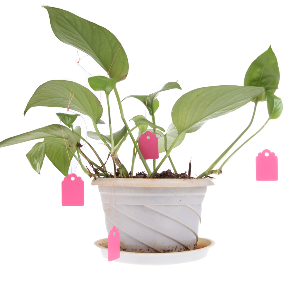 100Pcs 3.6X6.5Cm T-Type Plastic Kwekerij Plant Lab... – Vicedeal