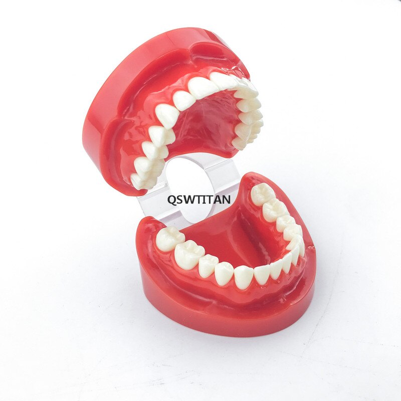 Tanden Model Volwassen Standaard Natuurlijke Size ... – Vicedeal