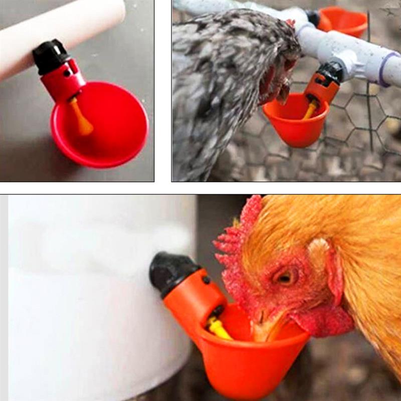 Poultry Water Drinking Cups Automatic Poultry Wate... – Grandado