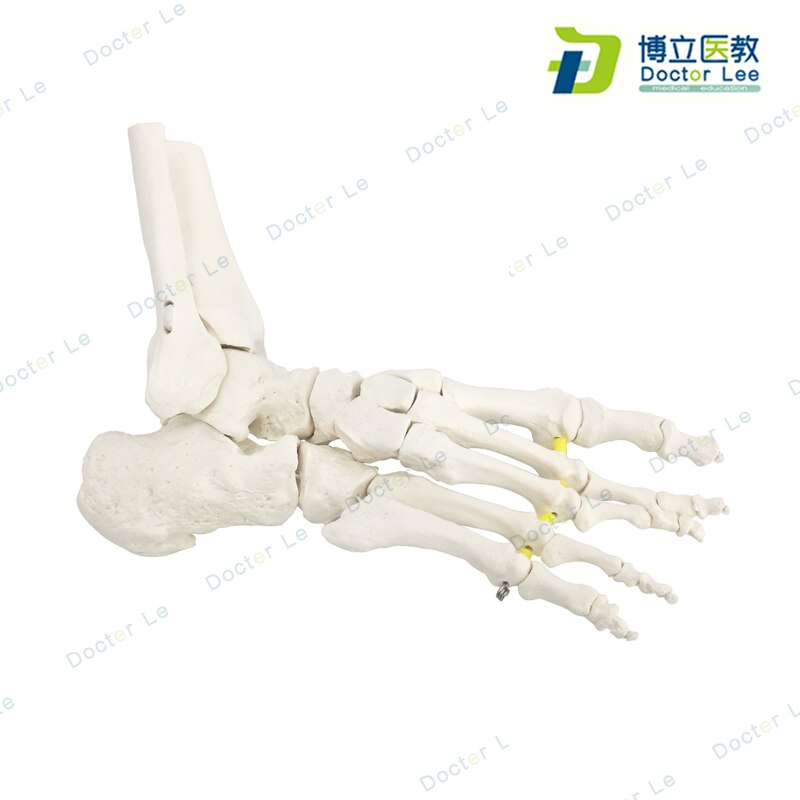 Levensgrote Menselijke Voet Anatomie Skelet Model ... – Vicedeal