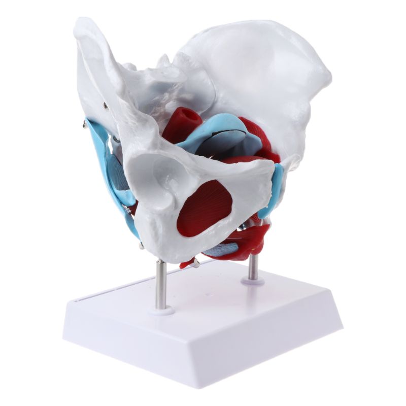 Vrouwelijke Bekken Bekkenbodem Spier Model Baarmoe... – Grandado