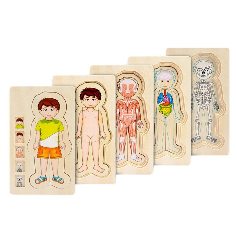Multi-Layer Wooden Human Puzzles Human Body Struct... – Vicedeal