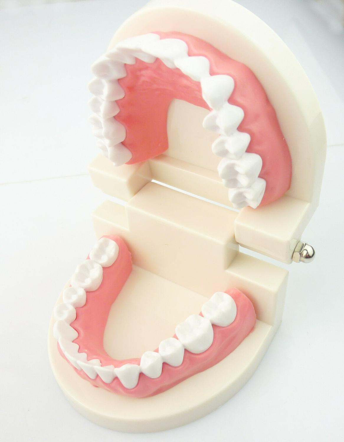 Dental Teeth Model Standard Teaching Learning Prac... – Vicedeal