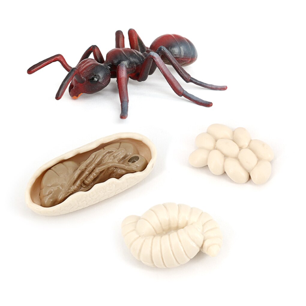 Ant Life Cycle Kit Realistic Exquisite Simulation ... – Grandado