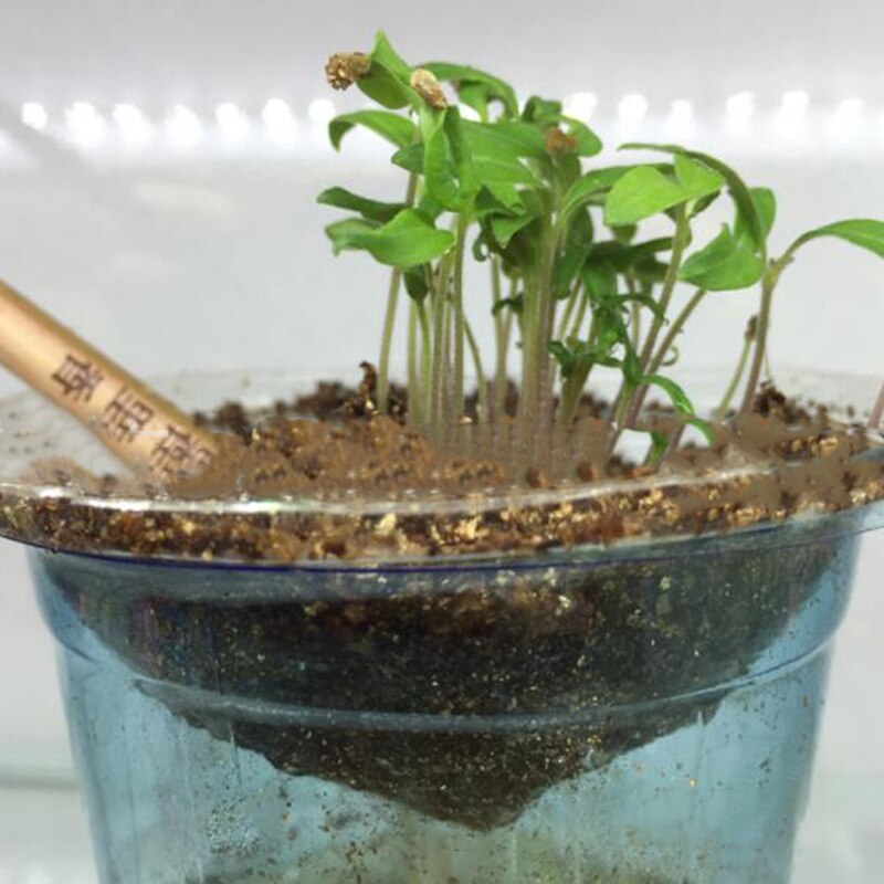 8PCS Idea Germination Pencil Set To Grow Pencil Sp... – Grandado