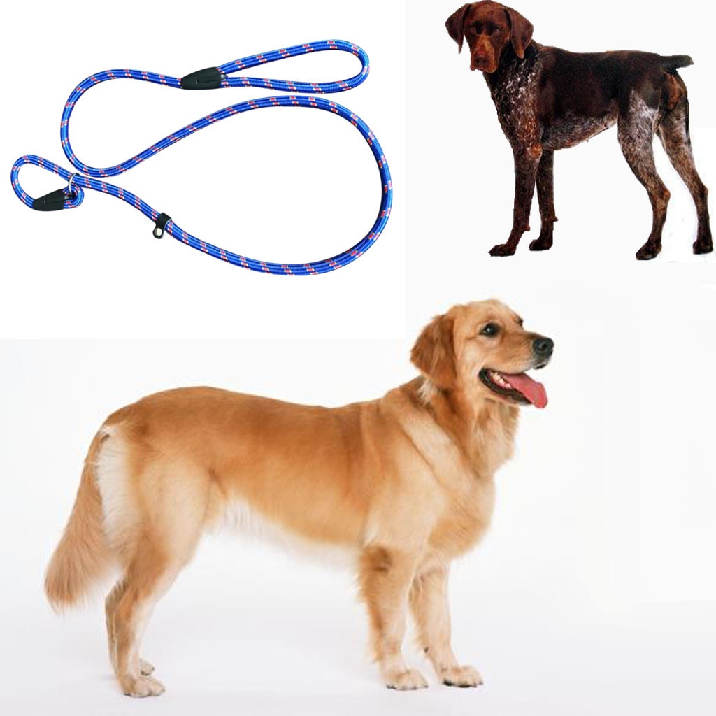 25# Nylon Dog Training Leash Dogs P Chain Slip Col... – Grandado