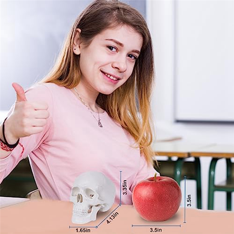 ABCD Mini Human Skull Model, 3 Parts Anatomical Sk... – Grandado