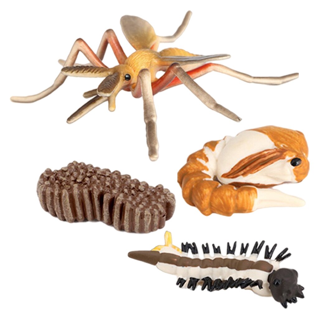 Nature Life Cycle of 4 Part Insects Growth Kids Ch... – Grandado