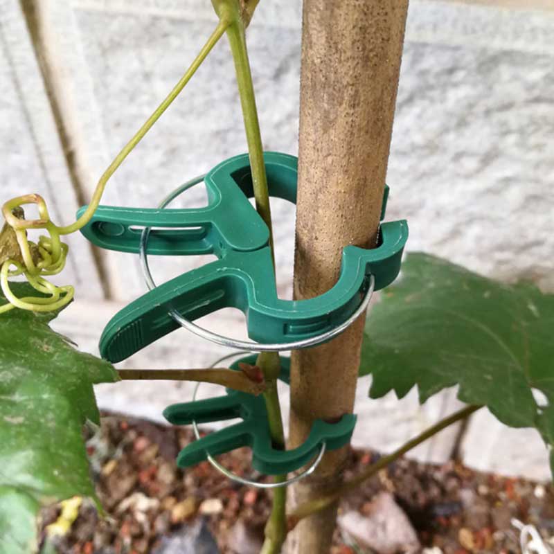 20Pcs reusable garden plant high fixed clip vine g... – Grandado
