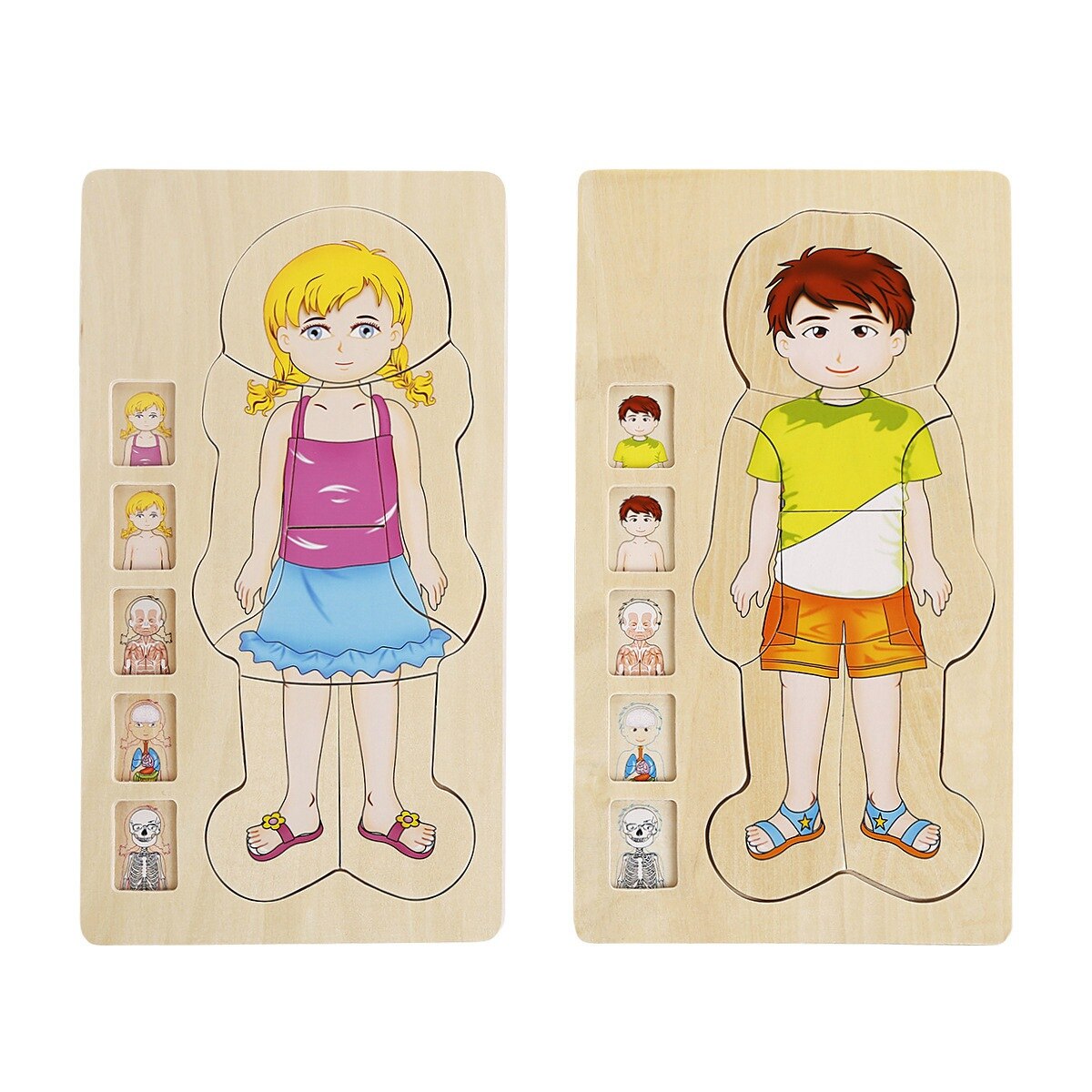 Multi-Layer Wooden Human Puzzles Human Body Struct... – Vicedeal