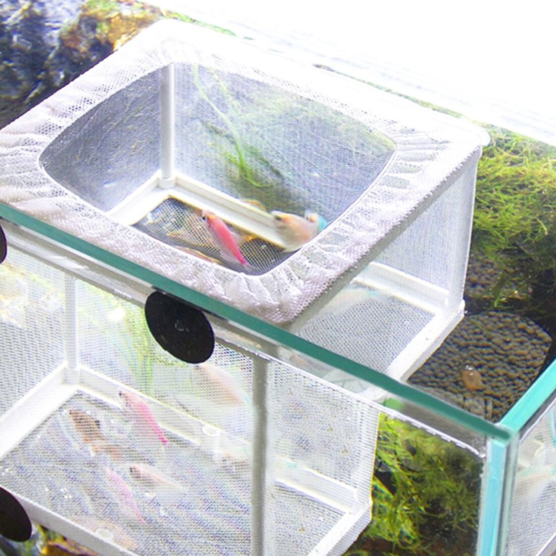 Aquarium Transparent Double Bowl Fighting Fish Min... – Grandado