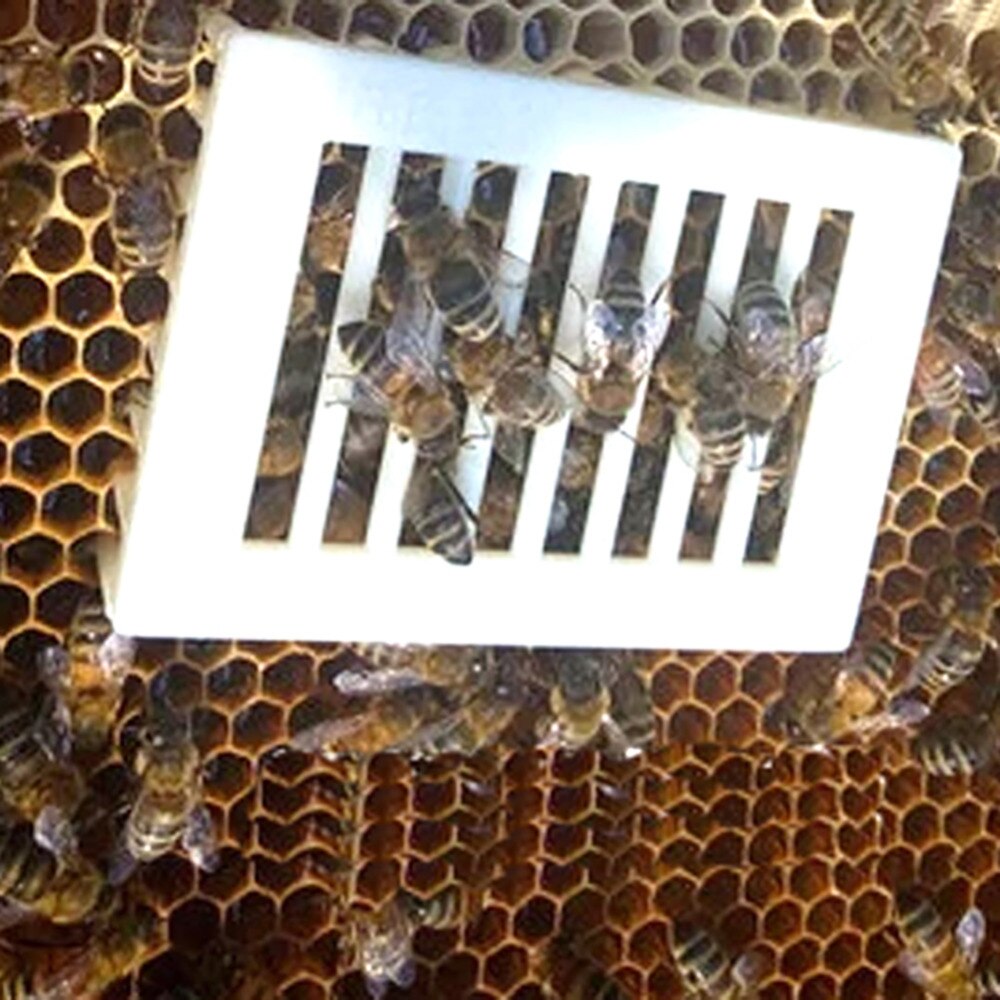 Bee Plastic Cage Needle type Queen Cage Prisoners ... – Grandado