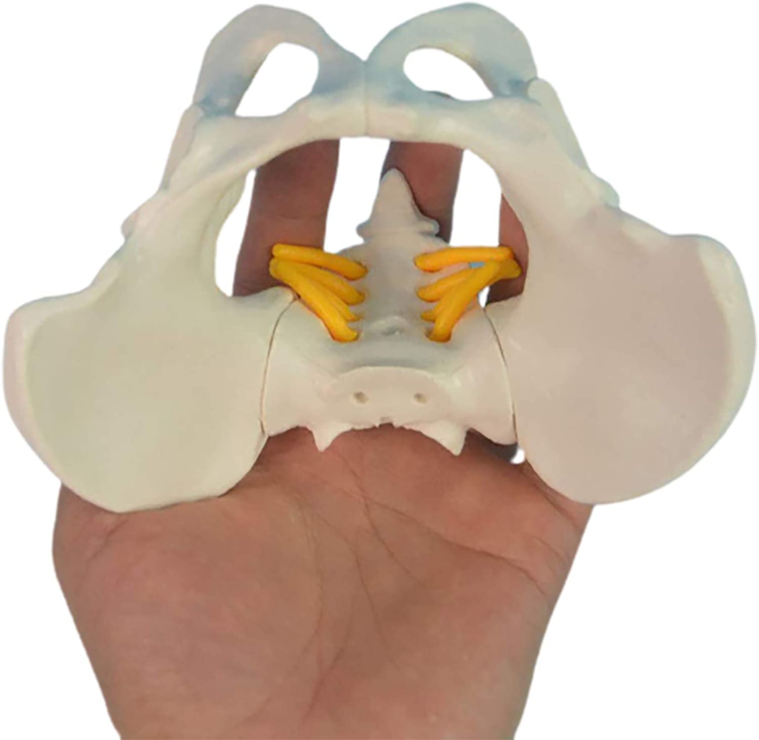 Vrouwelijke Bekken Bevalling Model Mini Vrouwelijk... – Vicedeal