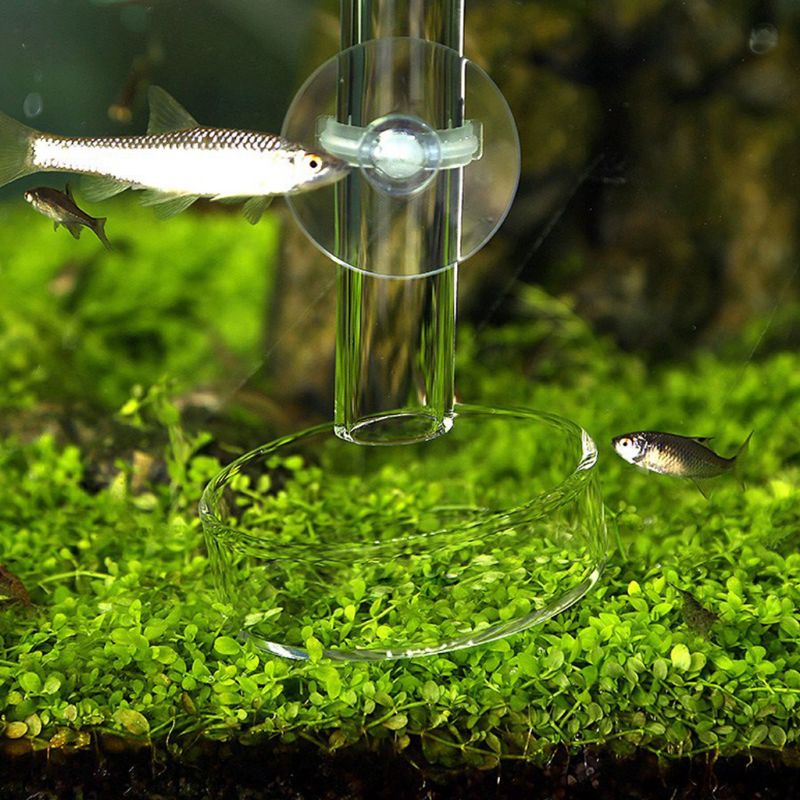Acryl Garnalen Voeden Lade Visvoer Feeder Aquarium... – Grandado