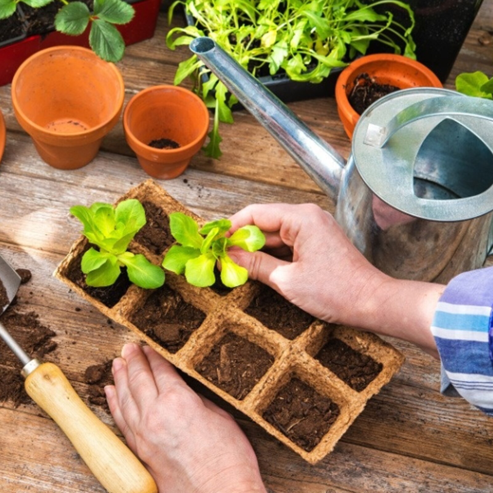 10PCS Seed Starter Pots Trays Kit 12-Hole Pulp See... – Vicedeal